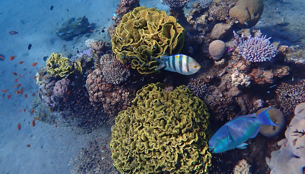 IMO has welcomed the landmark agreement on a new oceans treaty to ...